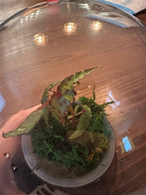 Labeled As Polka Dot Begonia” 😒 Rbegonias