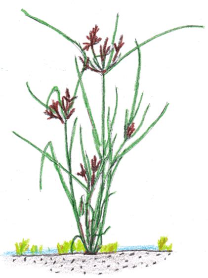 Native Fodder Crops The Bible Of Botany