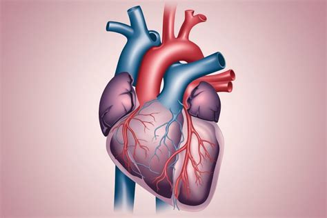 50 Facts About Left Ventricular Hypertrophy