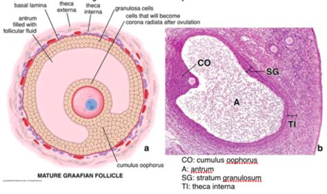 Reproductive Histology Flashcards Quizlet