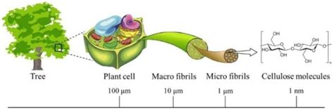 Cellulose Derivatives