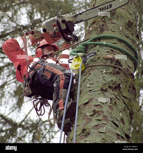 Tree Surgeon High Up A Tree Cutting Tree With Chain Saw Stock Photo Alamy