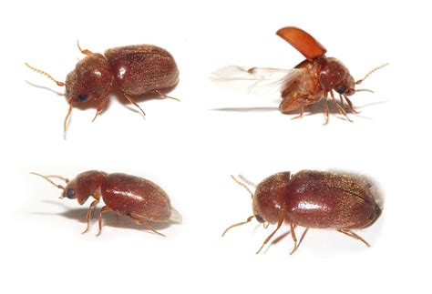 家の中を小さい茶色の虫が飛んでいる駆除方法と対策を紹介 LIVE FREELY