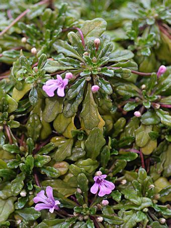Ajuga Pygmaea Lamiaceae Labiatae