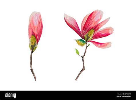 Magnolia Pattern Illustrationpen Drawingthe Drawing Is Made With