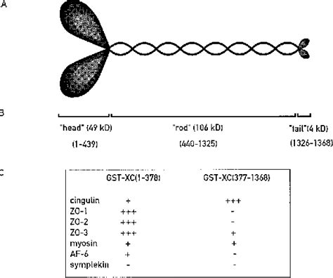 Figure 2 From Cingulin Contains Globular And Coiled Coil Domains And