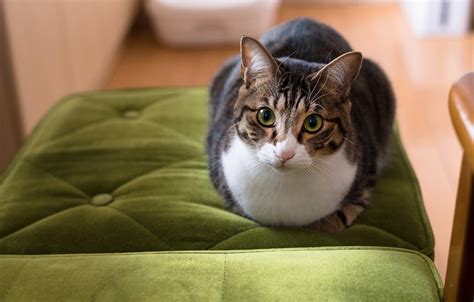 Кошка сидит на диване 58 фото красивые картинки и Hd фото