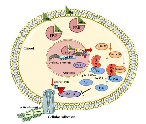 Cell Cycle Cyclin D