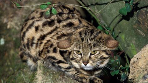 Conheça 3 Raças De Gatos Extintas E Outras Que Podem Deixar De Existir
