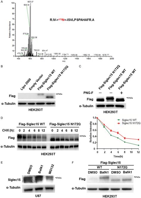Glycosylation Of Siglec15 Promotes Immunoescape And Tumor Growth Pmc