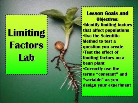 PPT Limiting Factors Lab PowerPoint Presentation Free Download ID