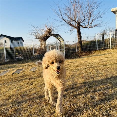 푸들보리 강아지책임분양 컴투펫케어센터
