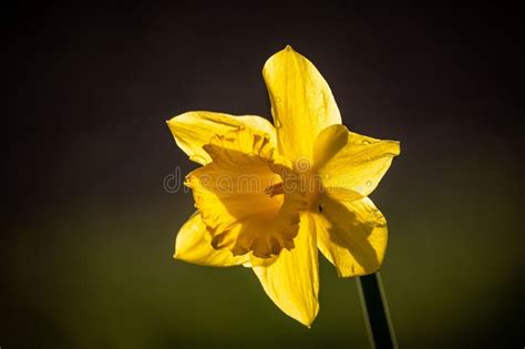 Stunning Single Wild Daffodil Flower Growing On A Lush Green Grass