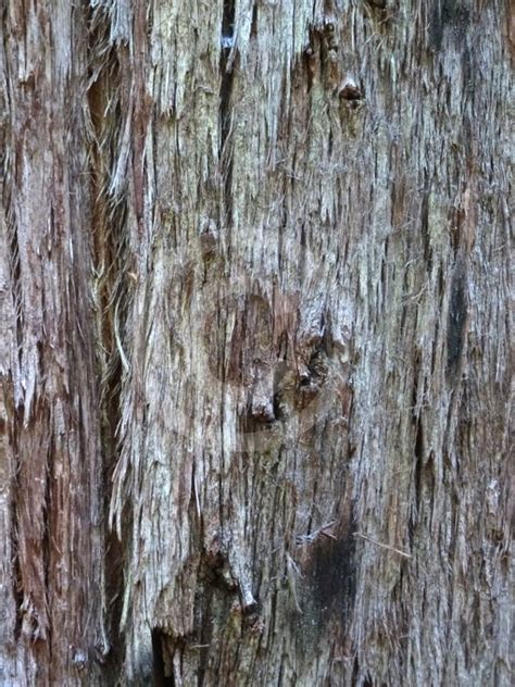 Eucalyptus Blaxlandii Blaxlands Stringybark Information And Photos