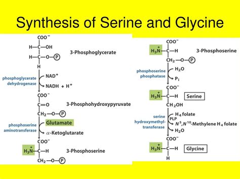 Ppt Biosynthesis Of Amino Acids Powerpoint Presentation Free