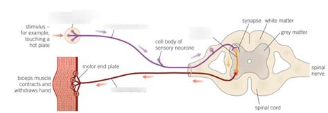 Synapse Diagram Gcse