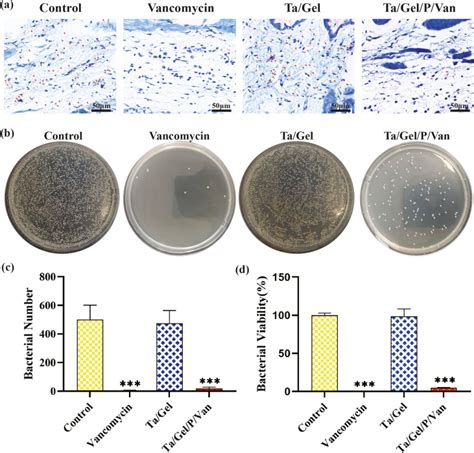 Fabrication Bacteriostasis And Osteointegration Properties Researches