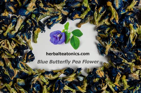 Blue Butterfly Pea Flower Ayooshi Shop