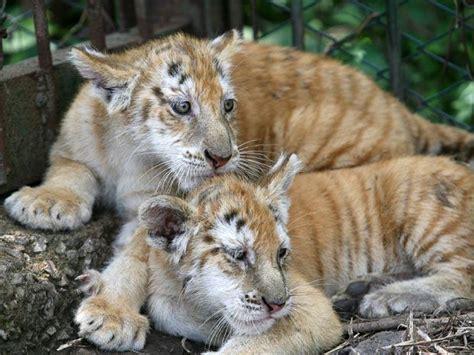 Golden Tiger Cubs