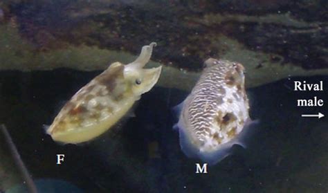 Cuttlefish Woos Female And Dupes Male With Split Personality Skin