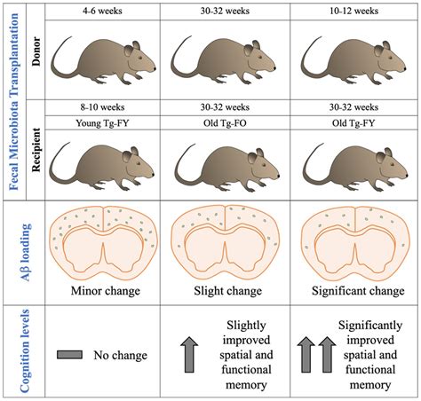 Mouse Model For Alzheimers Disease At Christina Gonzales Blog
