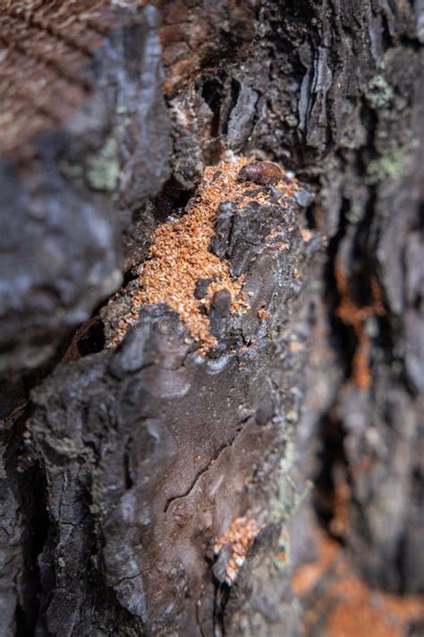 Pine Beetle Evidence Bore Dust On A Tree Stock Image Image Of