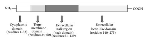 Schematic Representation Of Lox 1 Structure Lox 1 Consists Of Four