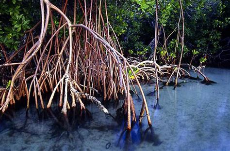 Rhizophora Mangle Red Mangrove