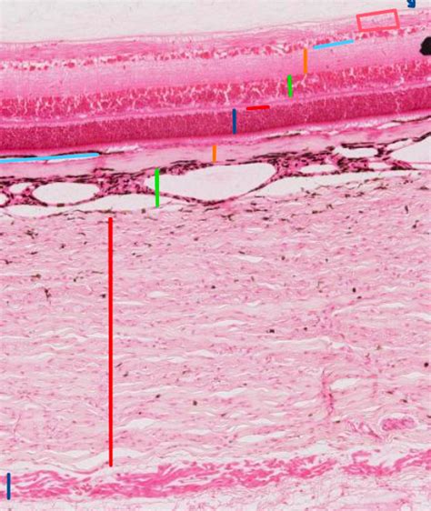Diagram Of Layers Of Retina Histology 2 Quizlet