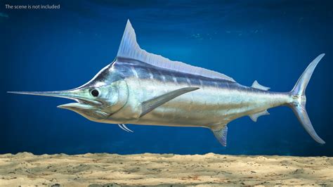 Striped Marlin Fish 3d Model 69 3ds Blend C4d Fbx Max Ma Lxo