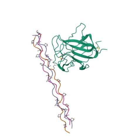 Rcsb Pdb 2wuh Crystal Structure Of The Ddr2 Discoidin Domain Bound To A Triple Helical