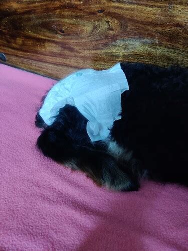 Prosthesis For A Three Legged Sheep Using An Egc Sensor And Servo Motors Product Design Prosthesis For A Three Legged Sheep Using An Egc Sensor And Servo Motors Product Design