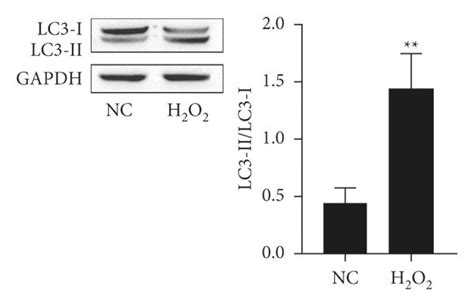 H2o2 Induced Apoptosis And Autophagy Of Np Cells A Cell Viability