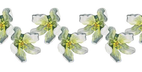 흰색 배경에 사과 꽃이 있는 매끄러운 림 수채화 분기 봄 향기로운 꽃입니다 낭만적 인 축하를위한 무성한 단풍 결혼식 초대 또는 3 월 8 일 국경 벽지 포장 0명에 대한