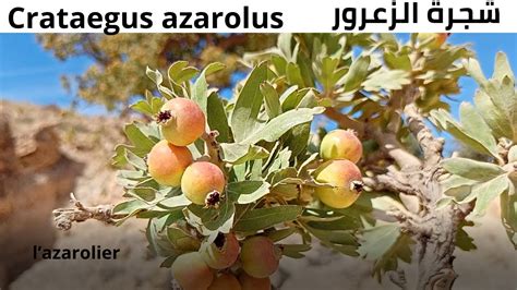 شجرة الزعرور Lazarolier Youtube