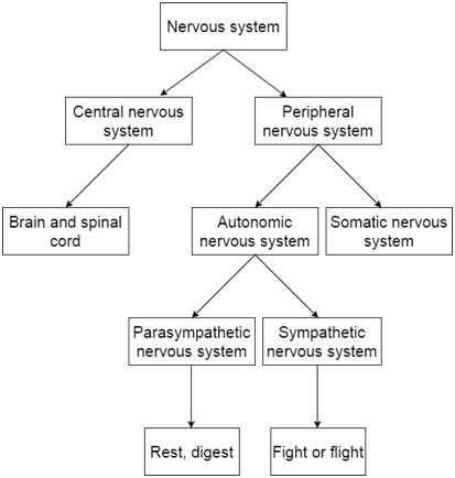 Central Nervous System Flow Chart Ponasa