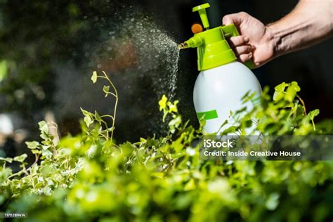 실내에서 물로 분무기를 사용하여 식물을 분무하는 플로리스트 의 클로즈업 샷 가정 생활에 대한 스톡 사진 및 기타 이미지 가정 생활 과일 꽃무늬 Istock