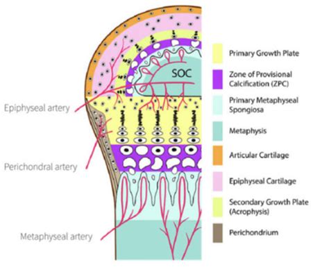 The Growing Skeleton Flashcards Quizlet