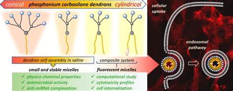 Adaptive Synthesis Supramolecular Behavior And Biological Properties Of Amphiphilic