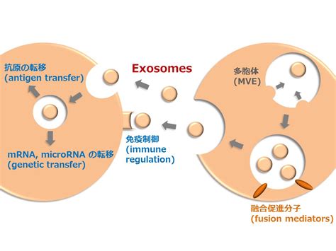 Graduate School Of Medical Sciences Kanazawa University