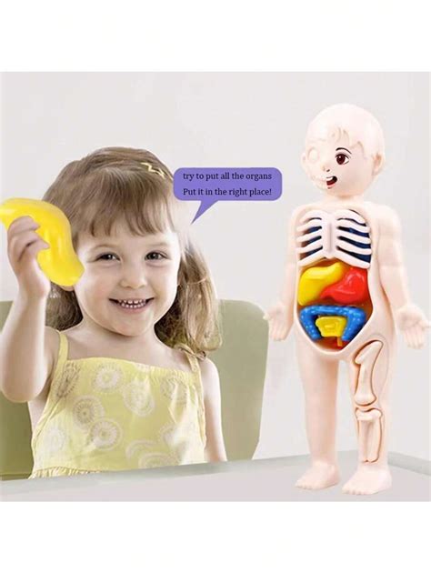Human Anatomy Toy Human Body Model Cute Body Toy With Removable Organ Parts Torso Anatomy