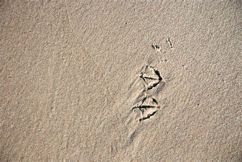 Premium Photo Full Frame Shot Of Sand With Bird Footprint At Beach
