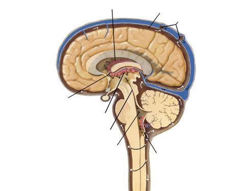 Csf Cycle Diagram Quizlet