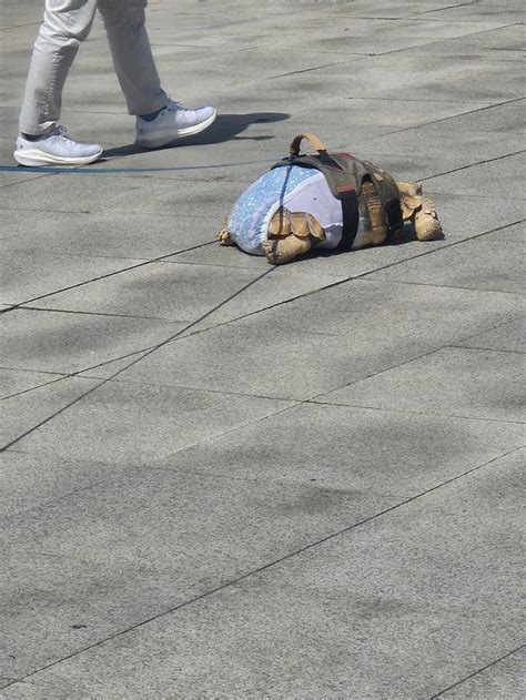 살면서 정말 보기 힘든 장면 에펨코리아