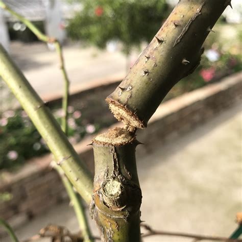 Insect Twig Girdler Growers Outlet Willis Texas