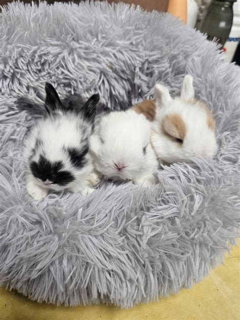 Les Pinous De Campagne