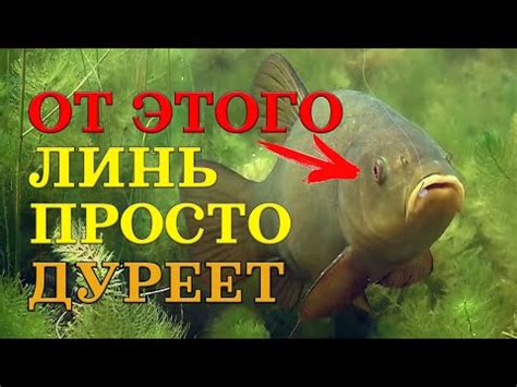 УБОЙНАЯ НАСАДКА И ПРИКОРМКА на ЛИНЯ. НА ЭТО ЛИНЬ КЛЮЁТ В ЛЮБОЕ ВРЕМЯ ...