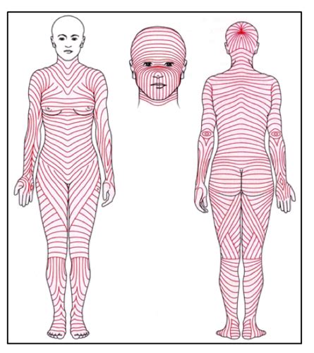 Wound Closure Flashcards Quizlet Wound Closure Flashcards Quizlet