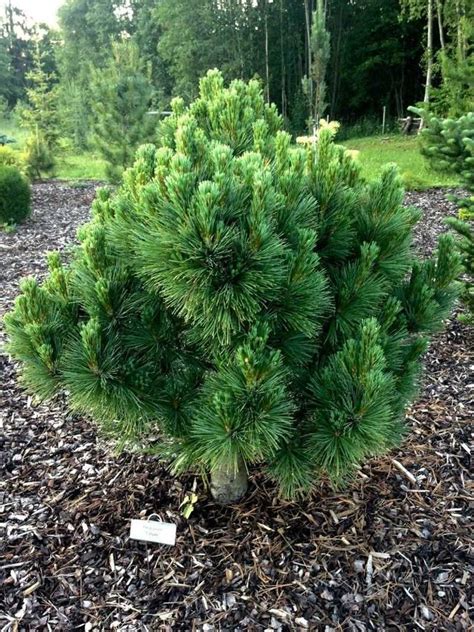 Easy Care Dwarf Evergreens For Small Spaces 25 Best Options For All