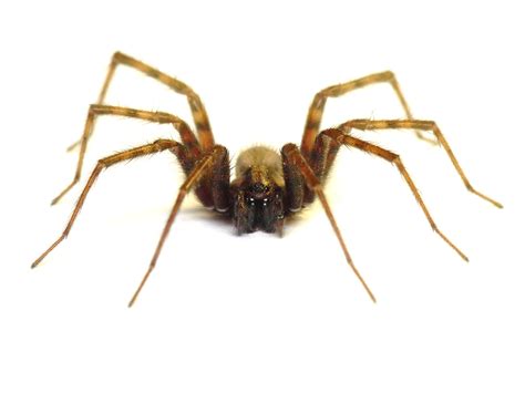Minnesota Spiders Barn Funnel Weaver Tegenaria Domestica